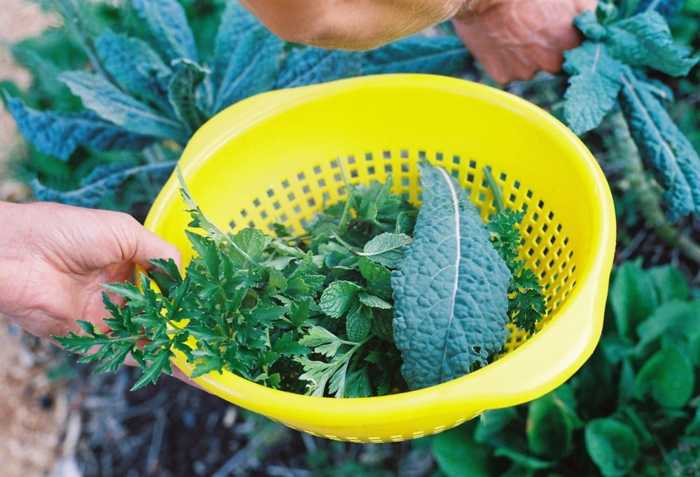 Carter Were, Summer Series 03. Garden Salad with Coriander & Parsley P ...
